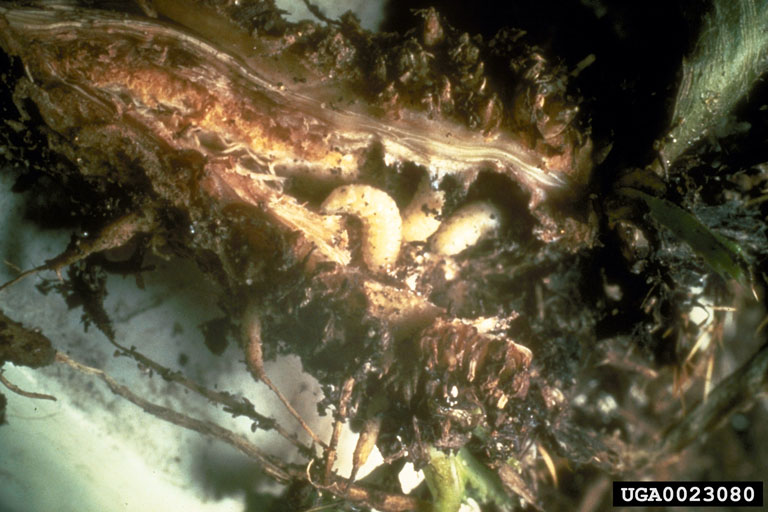 thistle crown weevil (Trichosirocalus horridus)