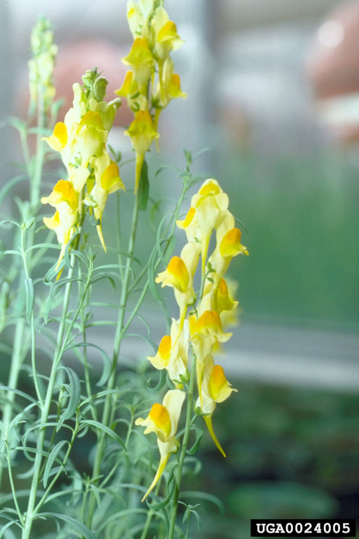 yellow toadflax (Linaria vulgaris P. Mill.)