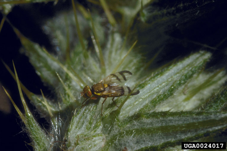 bull thistle gall fly (Urophora stylata (Fabricius, 1775))