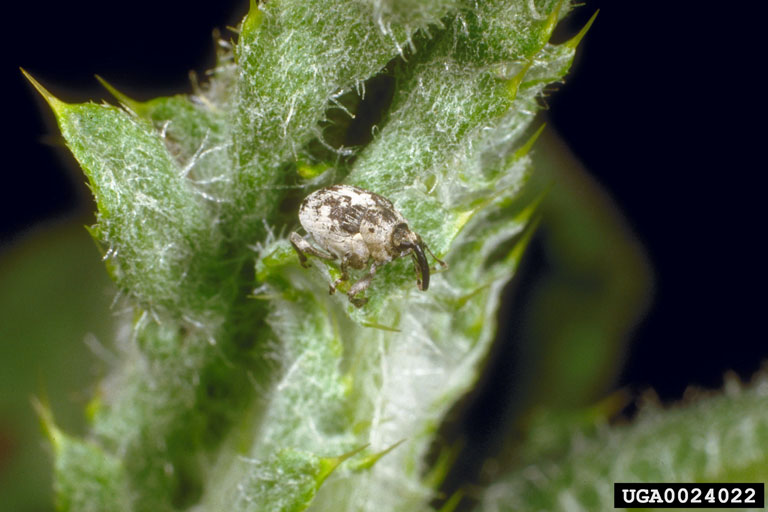 Canada thistle stem mining weevil (Ceutorhynchus litura (Fabricius, 1775))