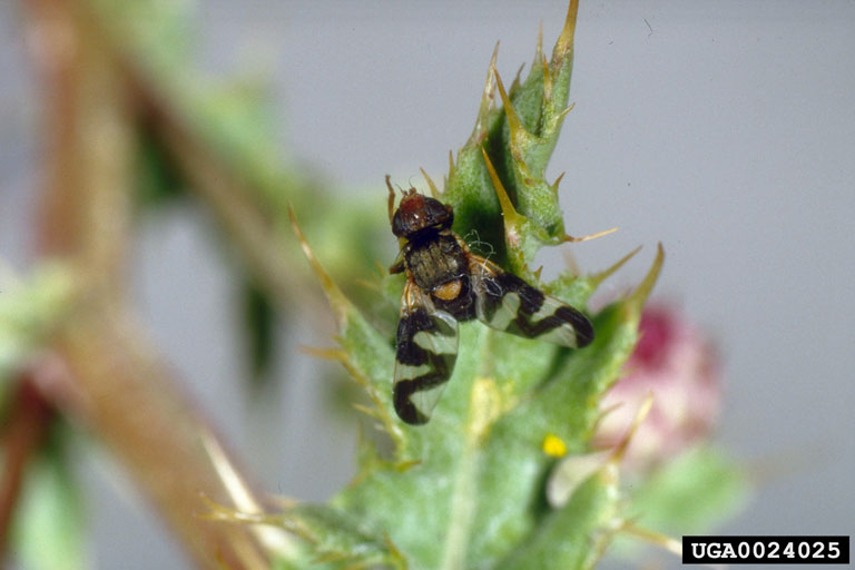 Canada thistle stem-gall fly (Urophora cardui)