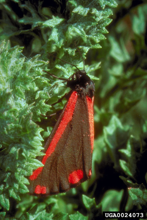 cinnabar moth (Tyria jacobaeae)