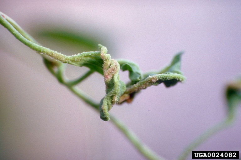 Bindweed Mites For Sale