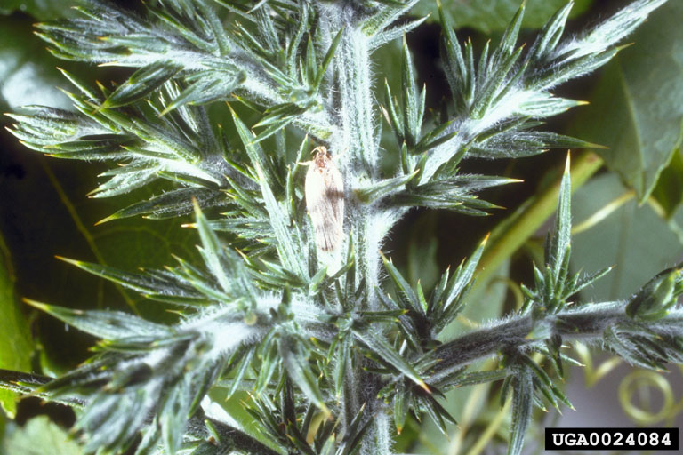 gorse soft shoot moth (Agonopterix ulicitella (Stainton))