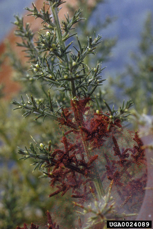 gorse spider mite (Tetranychus lintearius Dufour)