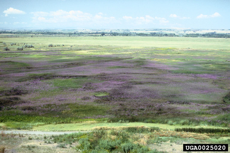 purple loosestrife (Lythrum salicaria)