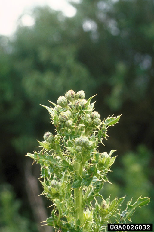Canada thistle bud weevil (Larinus planus)