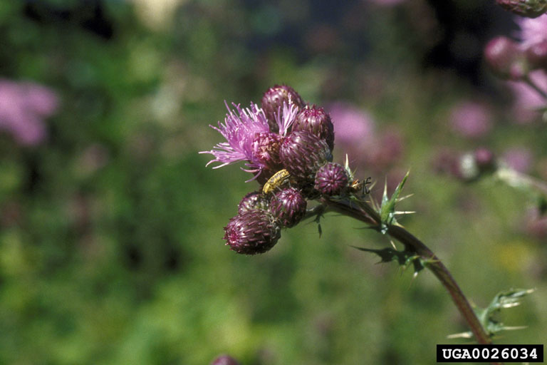 Canada thistle bud weevil (Larinus planus)