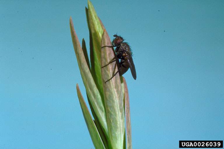 stem-mining fly (Pegomya euphorbiae)