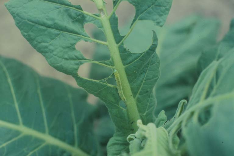 GATop50/Heliothis virescens - Bugwoodwiki
