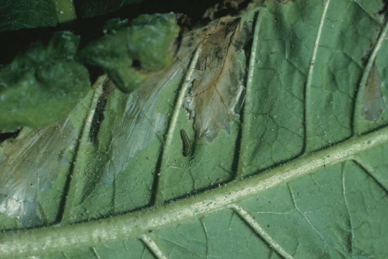 potato tuber moth (Phthorimaea operculella)