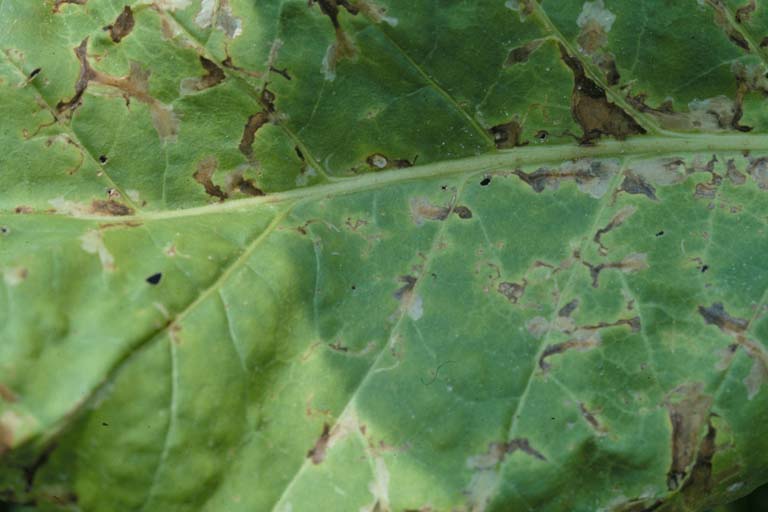potato tuber moth (Phthorimaea operculella (Zeller))
