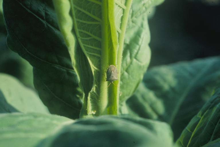 brown stink bug (Euschistus servus ) on flue-cured tobacco (Nicotiana ...
