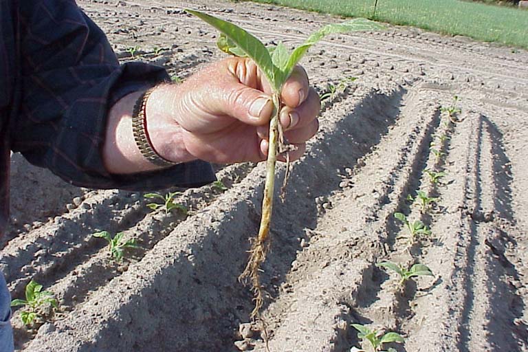 root rot/damping off (Genus Rhizoctonia DC.)