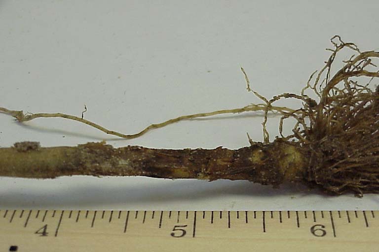 root rot/damping off (Genus Rhizoctonia)