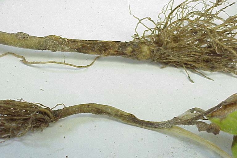 flue-cured tobacco (Nicotiana tabacum (flue-cured type))