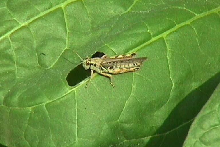 grasshoppers (Order Orthoptera)