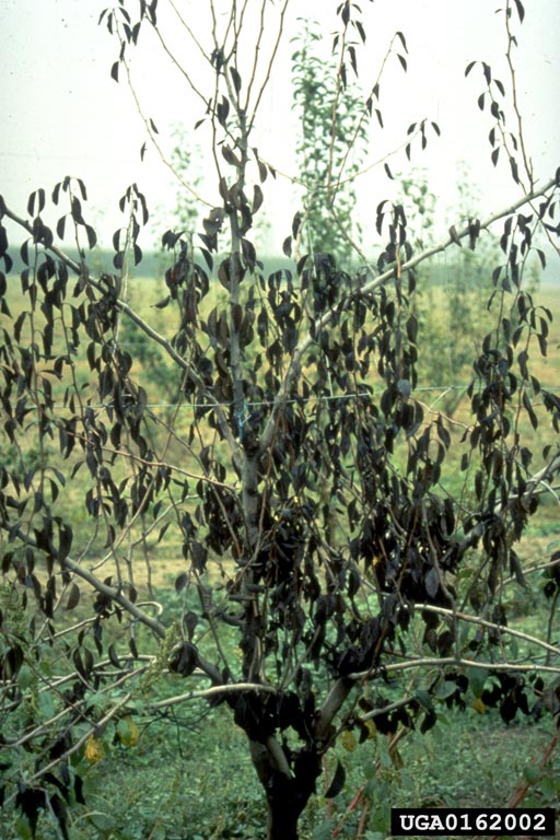 pear decline phytoplasma (Candidatus Phytoplasma pyri)