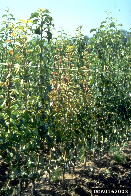 pear decline phytoplasma (Candidatus Phytoplasma pyri)