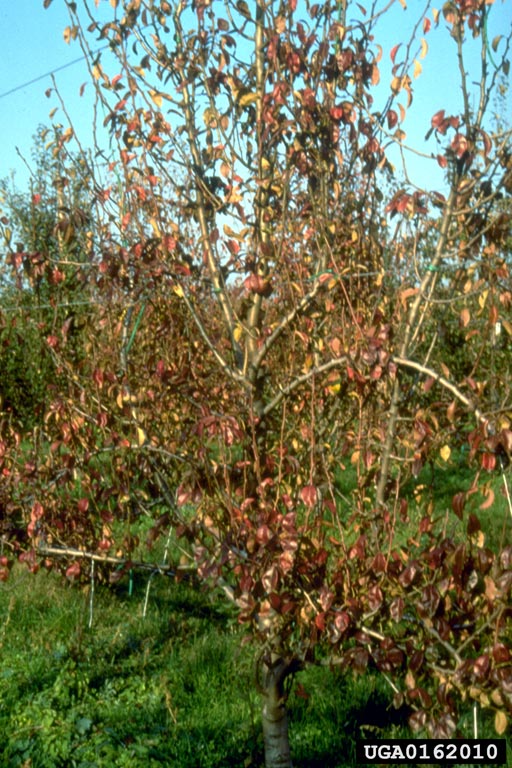 pear decline phytoplasma (Candidatus Phytoplasma pyri)