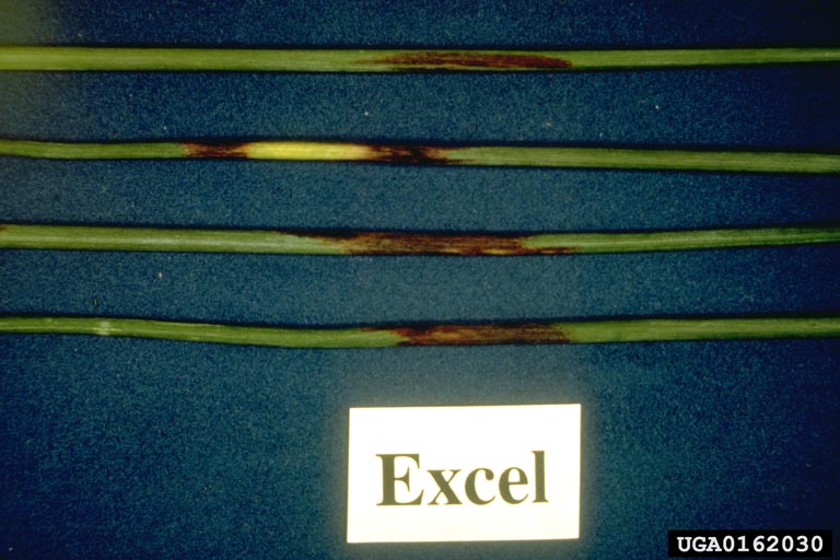 leaf streak/black chaff (Xanthomonas translucens pv. translucens)