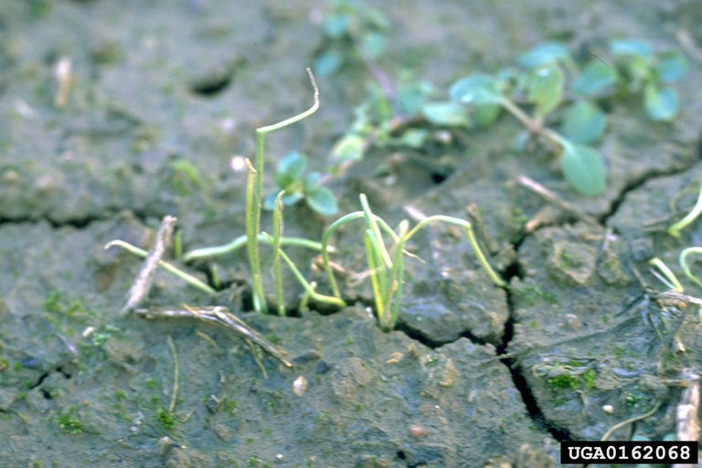 alfalfa stem nematode (Ditylenchus dipsaci (Kühn) Filipjev)