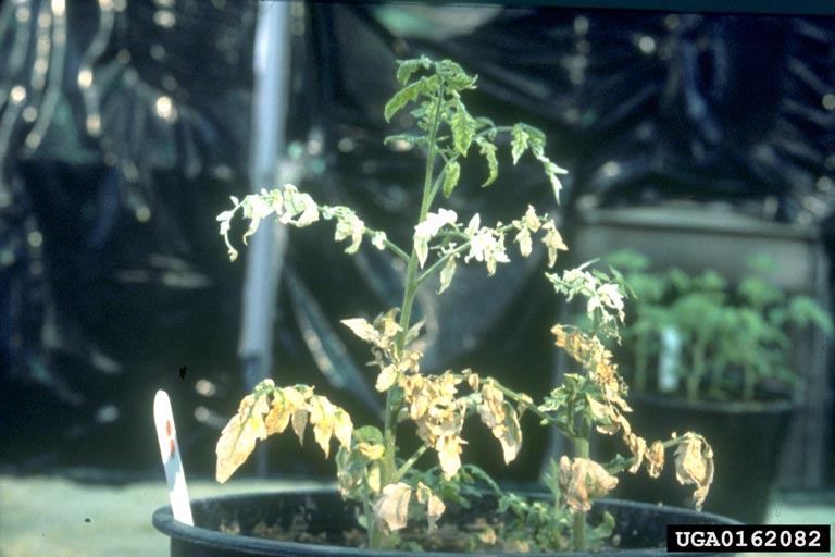 potato spindle tuber viroid (PSTVd) (Pospiviroid Potato spindle tuber ...