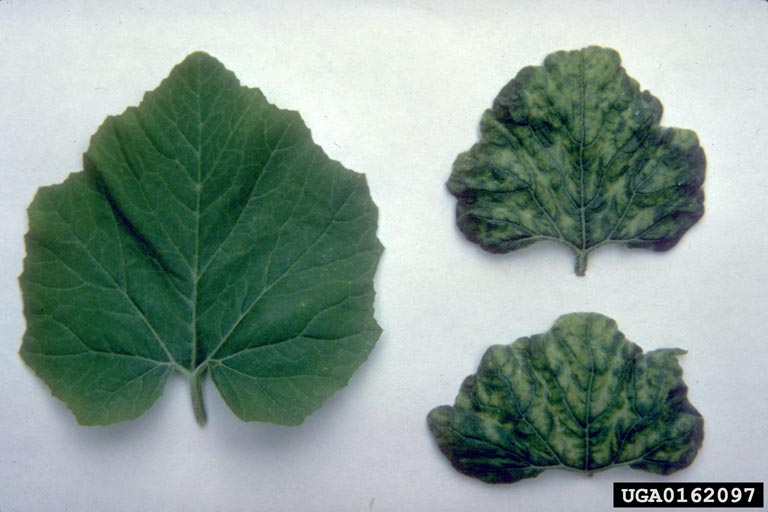 squash leaf curl virus (SLCV) (Bigeminivirus Squash leaf curl virus)