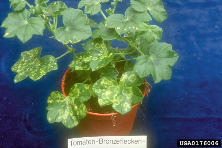 Tospovirus; Impatiens necrotic spot virus; Tomato spotted wilt virus