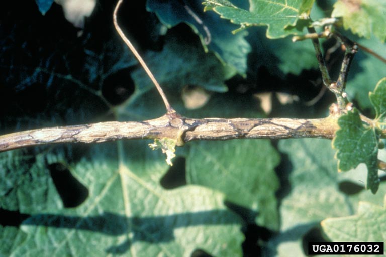 black rot (Phyllosticta ampelicida ) on wine grape (Vitis vinifera ...