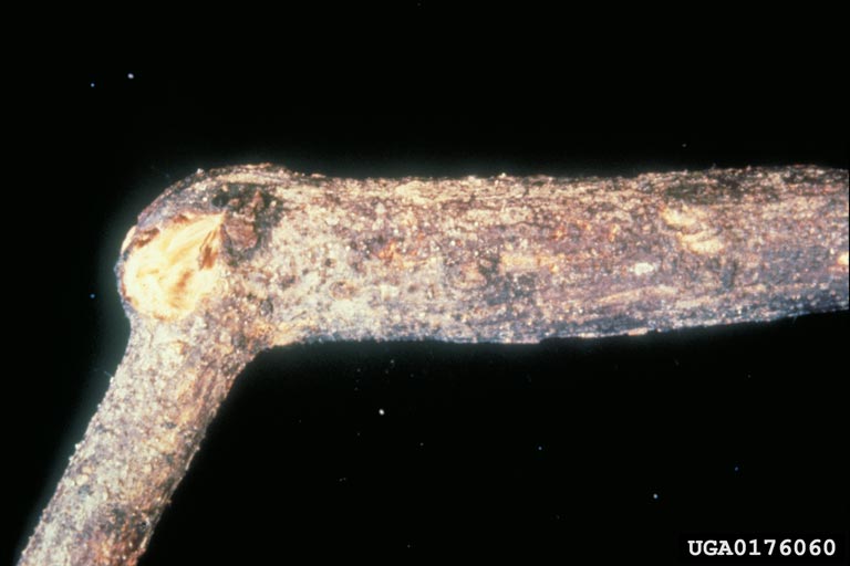 melanose (Diaporthe citri F.A. Wolf)