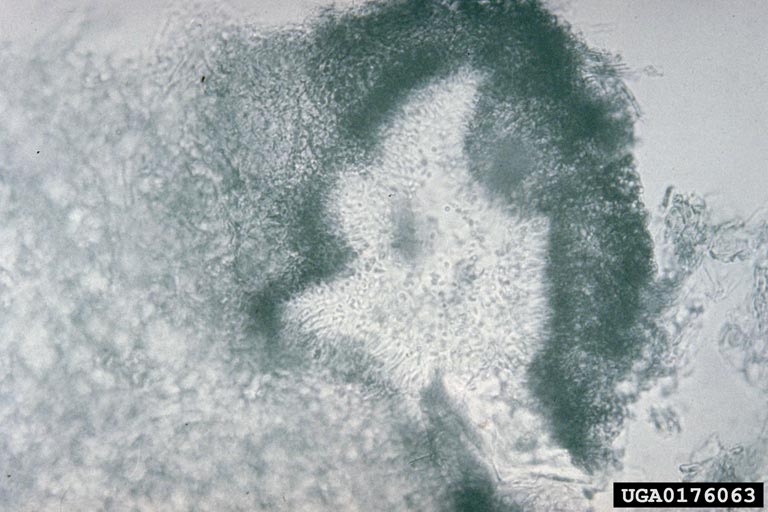 melanose (Diaporthe citri)