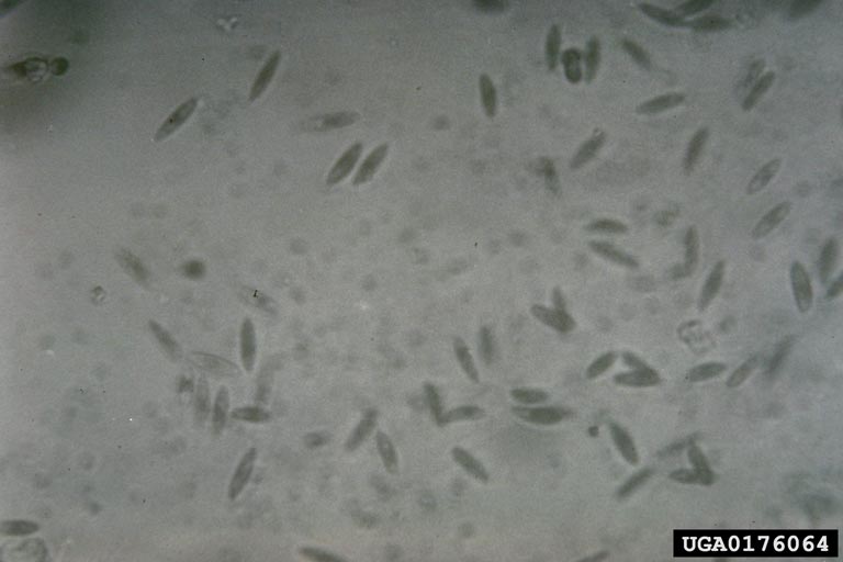 melanose (Diaporthe citri)