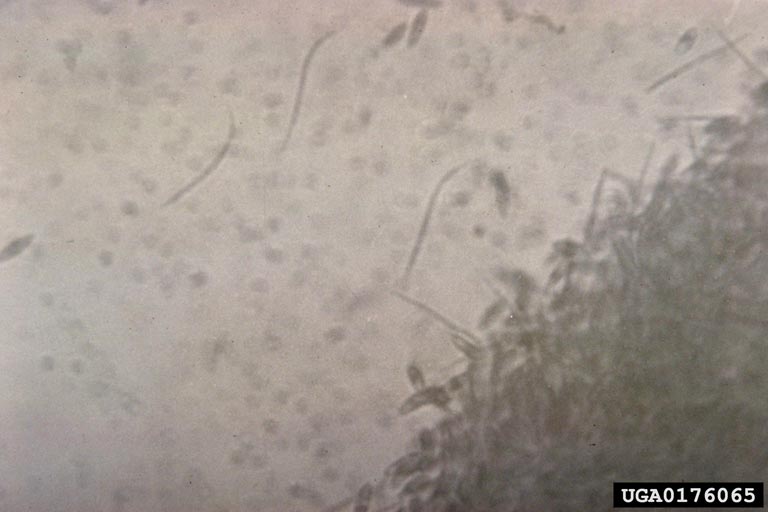 melanose (Diaporthe citri)