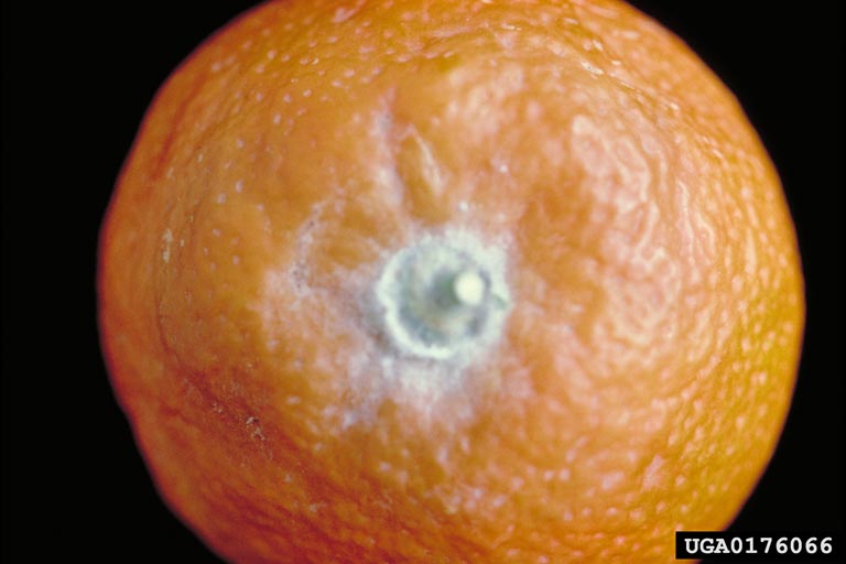 melanose (Diaporthe citri F.A. Wolf)