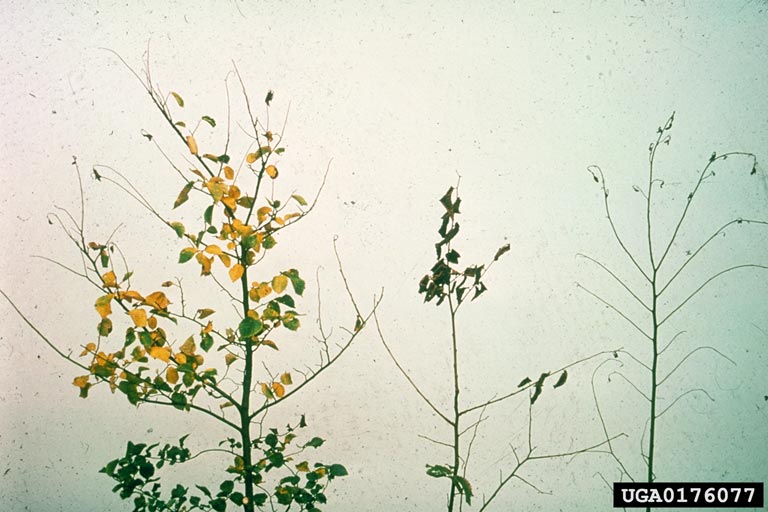 Dutch elm disease (Ophiostoma ulmi (Buisman) Nannf.)