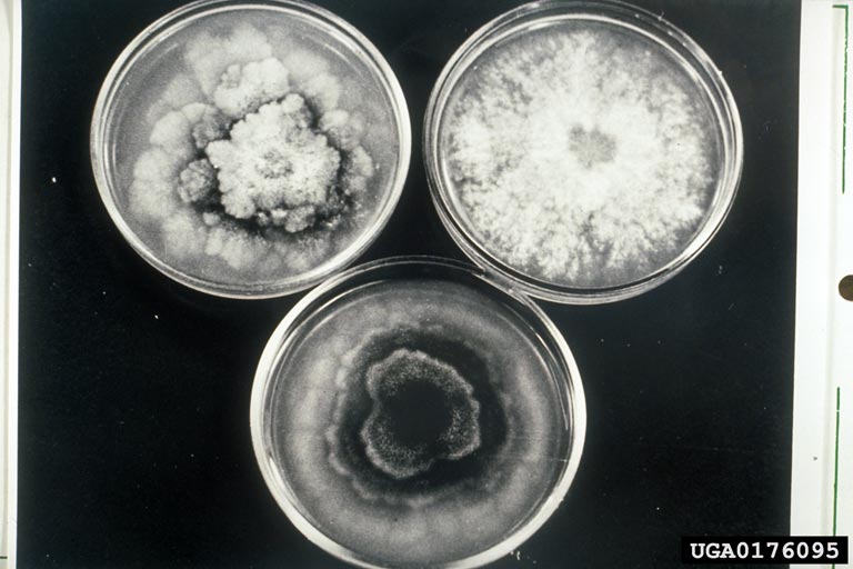 brown rot blossom blight and spur infection (Monilinia laxa)