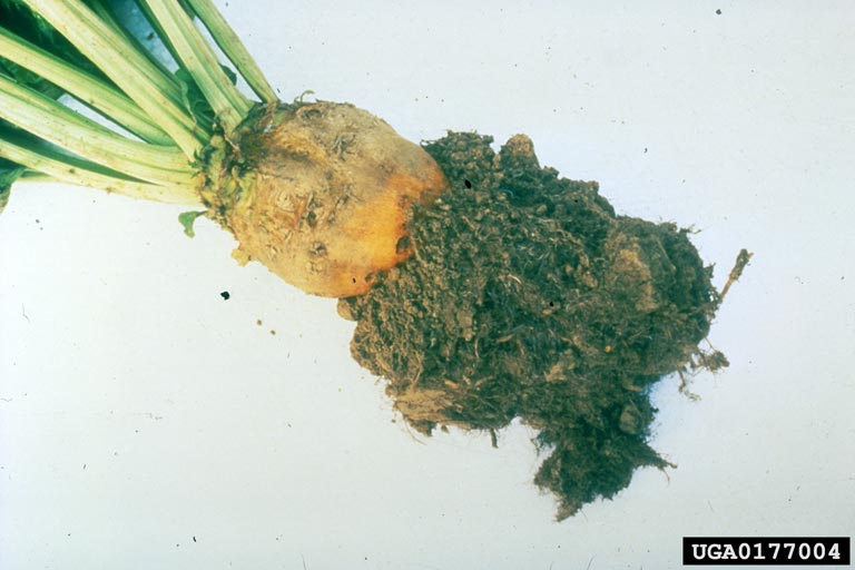 Beet necrotic yellow vein virus - Alchetron, the free social encyclopedia