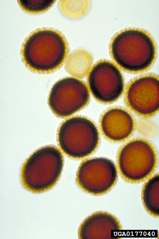 karnal bunt (Tilletia indica)