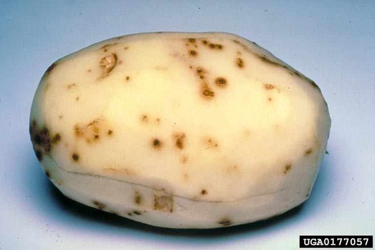tuber flea beetle (Epitrix tuberis)