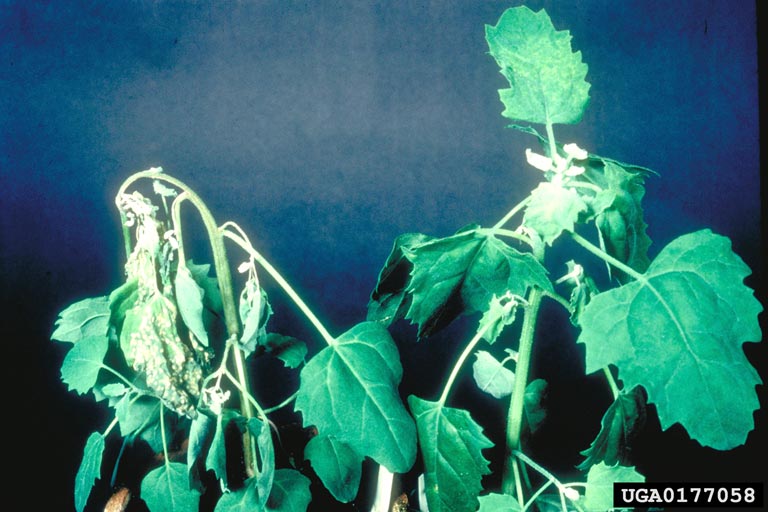 raspberry ringspot virus (RpRSV) (Nepovirus Raspberry ringspot virus)