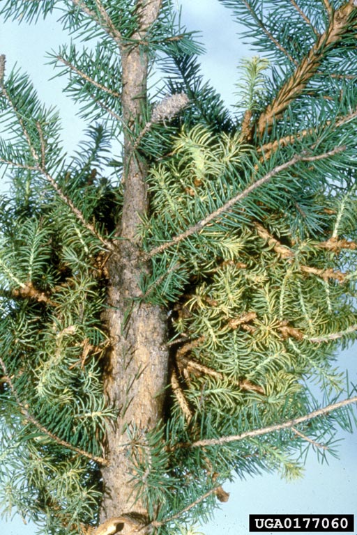 spruce broom rust (Chrysomyxa arctostaphyli ) on spruce (Picea spp ...