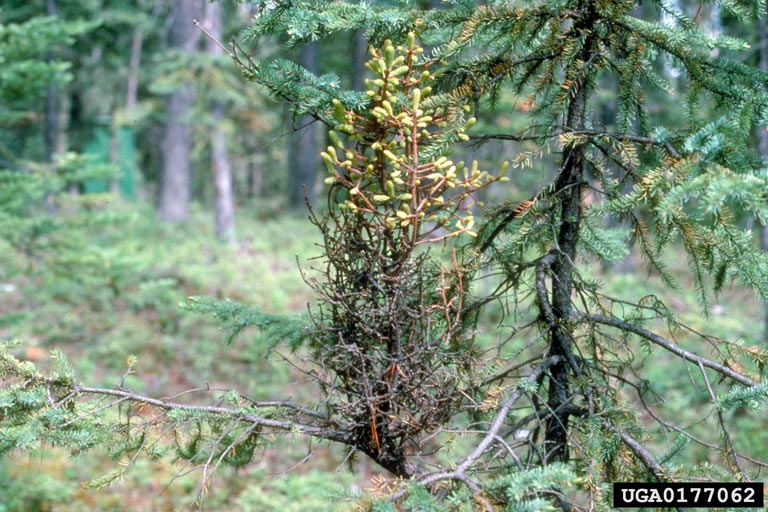 spruce broom rust (Chrysomyxa arctostaphyli)