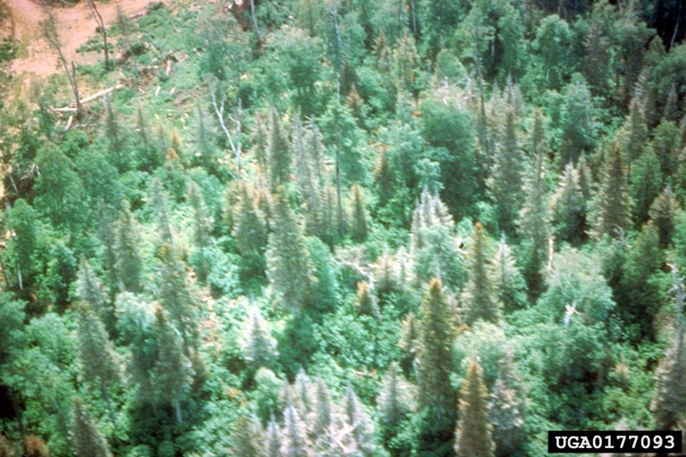 spruce budworm (Choristoneura fumiferana)