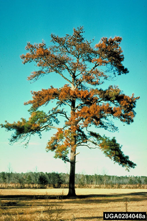 small southern pine engraver (Ips avulsus (Eichhoff, 1868))