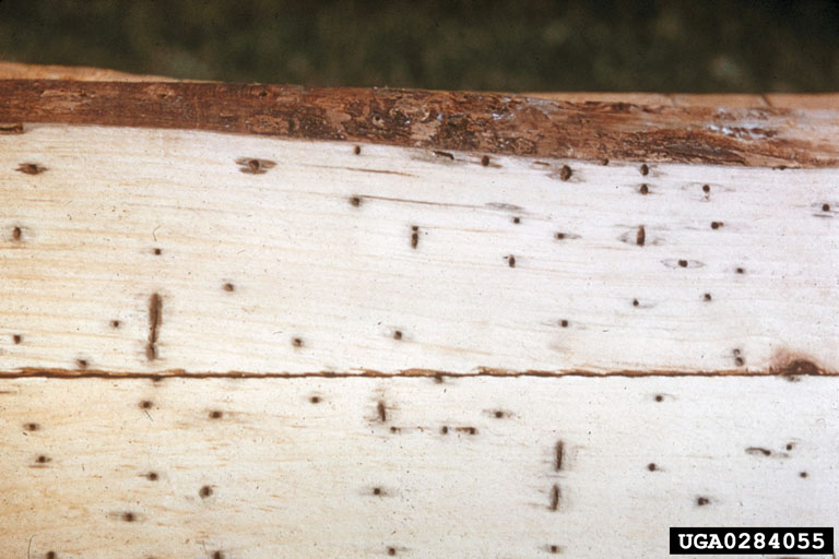 pinhole borer, Platypus spp. (Coleoptera: Curculionidae) - 0284055