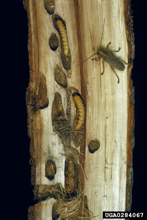 poplar borer (Saperda calcarata Say, 1824)