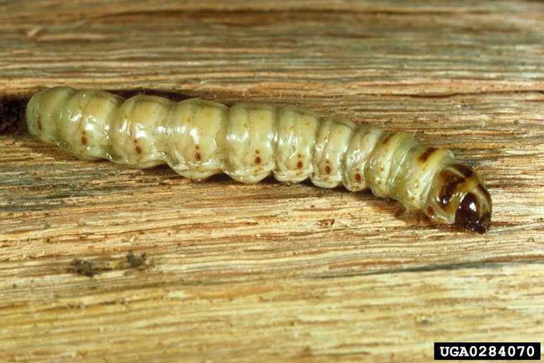 carpenterworm (Prionoxystus robiniae)