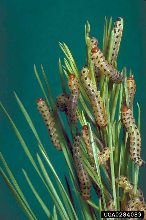 redheaded pine sawfly (Neodiprion lecontei)