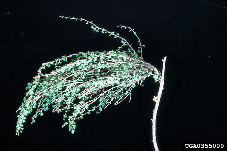 larch dwarf mistletoe (Arceuthobium laricis)